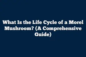 What Is the Life Cycle of a Morel Mushroom? (A Comprehensive Guide ...