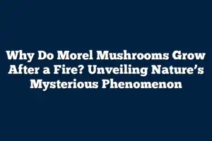 Why Do Morel Mushrooms Grow After a Fire? Unveiling Nature’s Mysterious ...